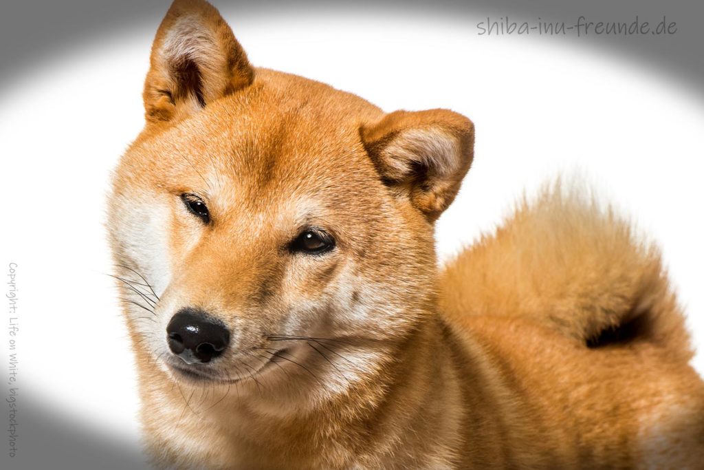 Shiba Inu Charakter, Eigenschaften, Wesen